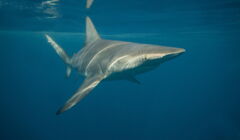 États-Unis : Unama’ki, l'un des plus gros requins blancs jamais marqués ...