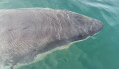 États-Unis : Unama’ki, l'un des plus gros requins blancs jamais marqués ...