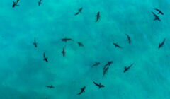 États-Unis : Unama’ki, l'un des plus gros requins blancs jamais marqués ...