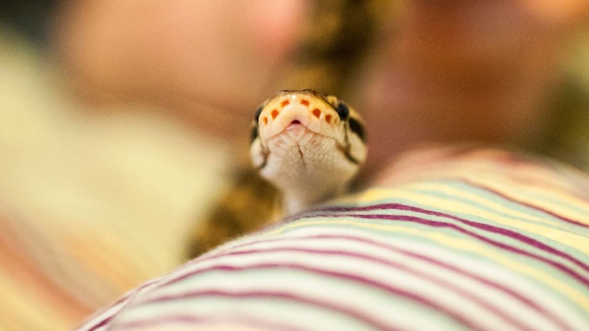 Australie : une fille de 10 ans attaquée et mordue par un serpent caché ... Australie : une fille de 10 ans attaquée et mordue par un serpent caché ...