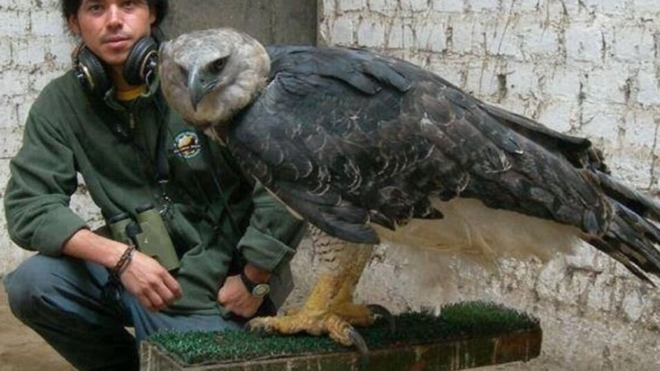Harpie féroce : l'un des plus grands et plus puissants rapaces au monde