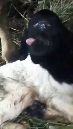 Farmer left baffled after his sheep gave birth to a rare cyclops lamb
