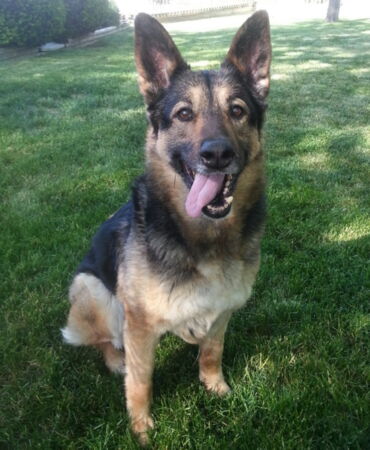 It Was This Dogs Last day on Earth and They Celebrated it in the Most ...