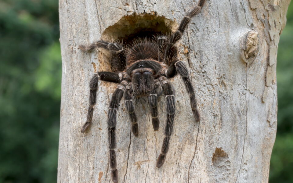 Größte Spinne der Welt überrascht Forscher mitten im Urwald