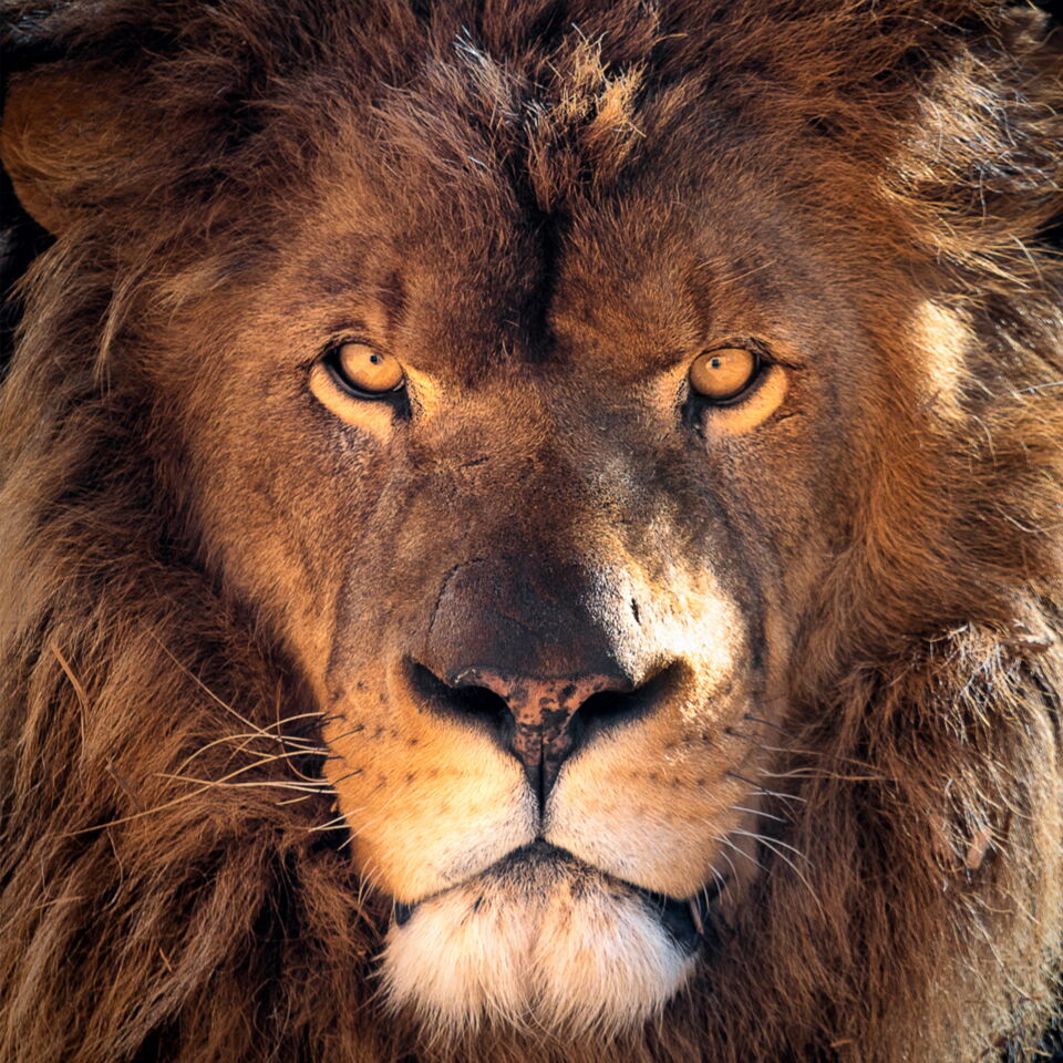 Wissenschaftliche Entdeckung: Dieses Tier ist 7 Mal größer und wilder ...