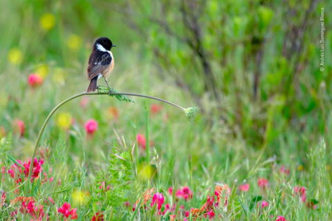 Wildlife Photographer of the Year : découvrez les plus belles photos ...