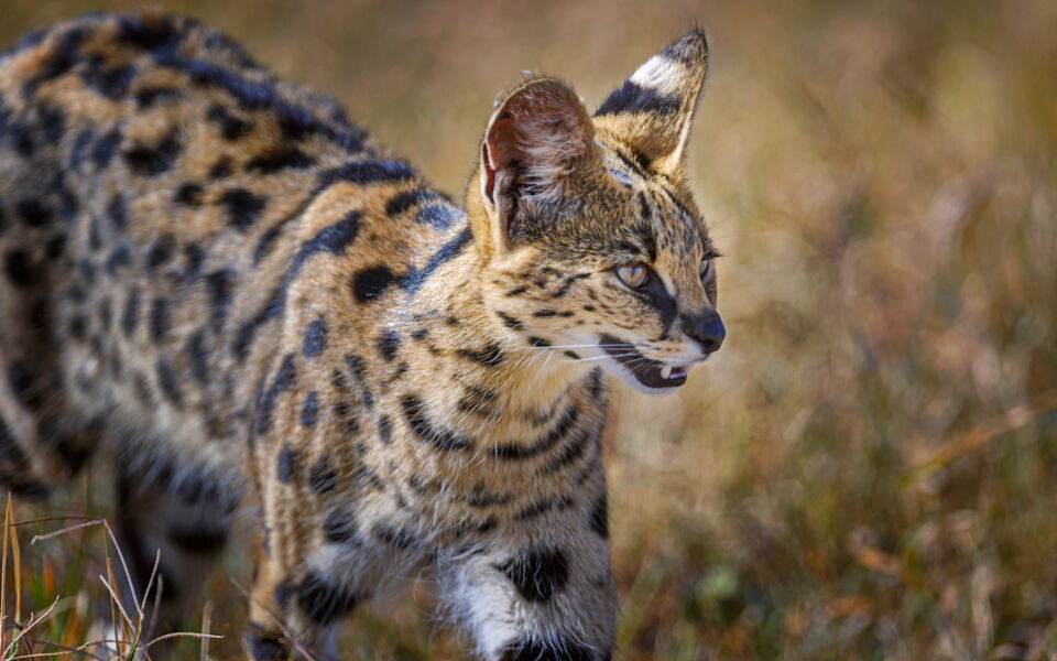 Le top 10 des chats sauvages aussi fascinants que méconnus