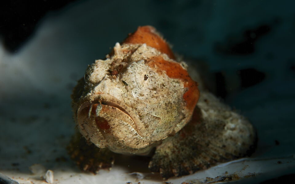 Quels sont les 10 animaux les plus venimeux au monde