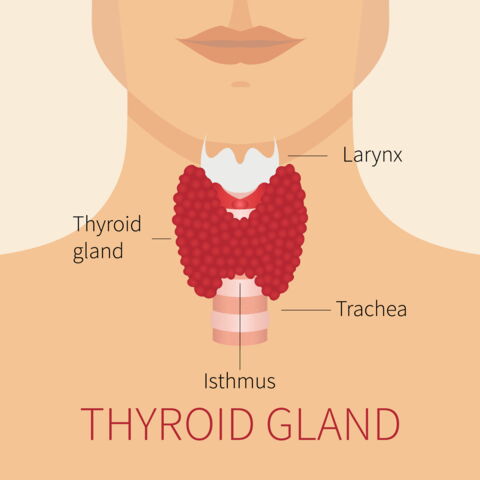 Hyperthyroïdie : symptômes, traitement, causes, diagnostic, qu'est-ce ...
