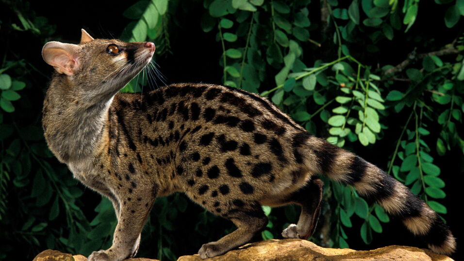 La genette, cet animal qui aurait pu remplacer votre chat