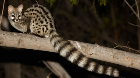 La genette, cet animal qui aurait pu remplacer votre chat