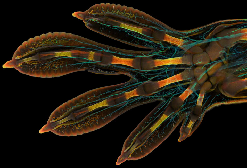 Voici à quoi ressemble le visage d'une fourmi photographiée de très ...