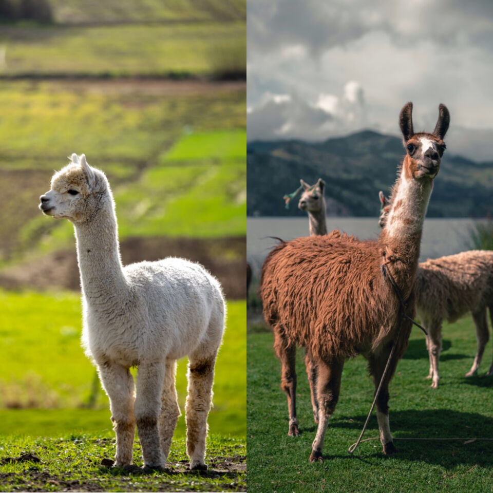 Quelles sont les différences entre les lamas et les alpagas