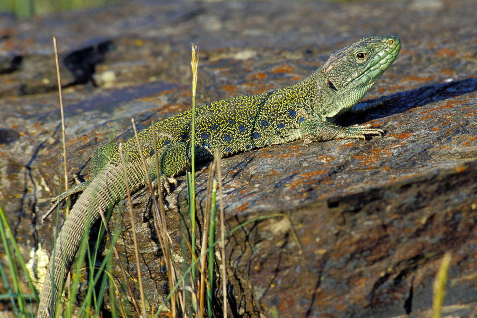 Le lézard ocellé : taille, habitat, alimentation... Tout savoir sur ce ...