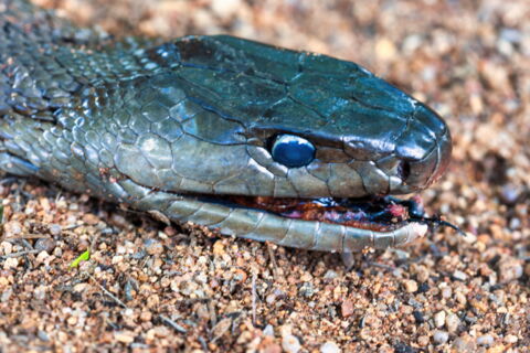 Mamba noir : taille, alimentation, venin… tout savoir sur ce serpent à ...