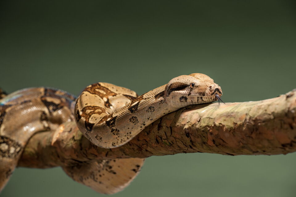 Boa constrictor : tout savoir sur ce serpent géant capable de chasser ...
