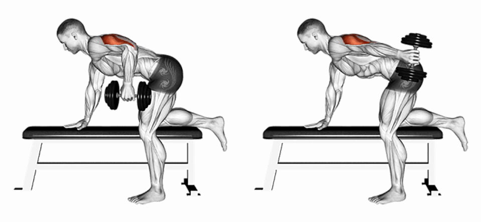 Exercice triceps haltère : le meilleur exercice pour les triceps
