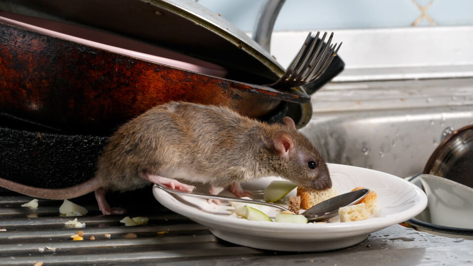 Horrified KFC diner spots rat's tail: Refunded for ‘dead rat in the air ...
