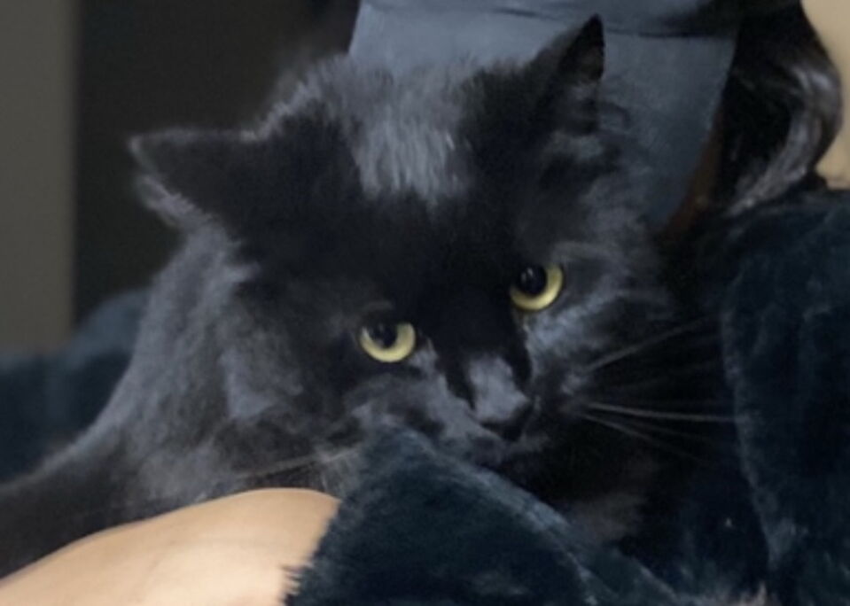 Family devastated as their cat is killed by fireworks, find out how to ...