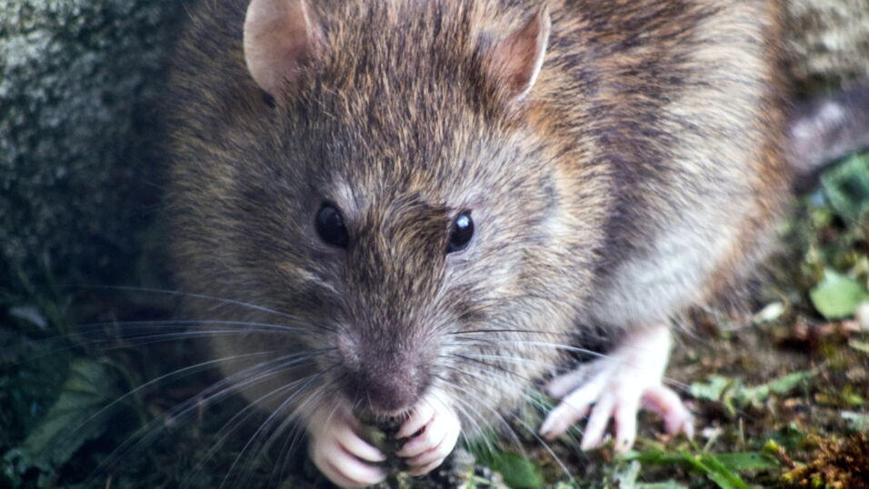 New breed of 'super rodents' could endanger human health, according to ...
