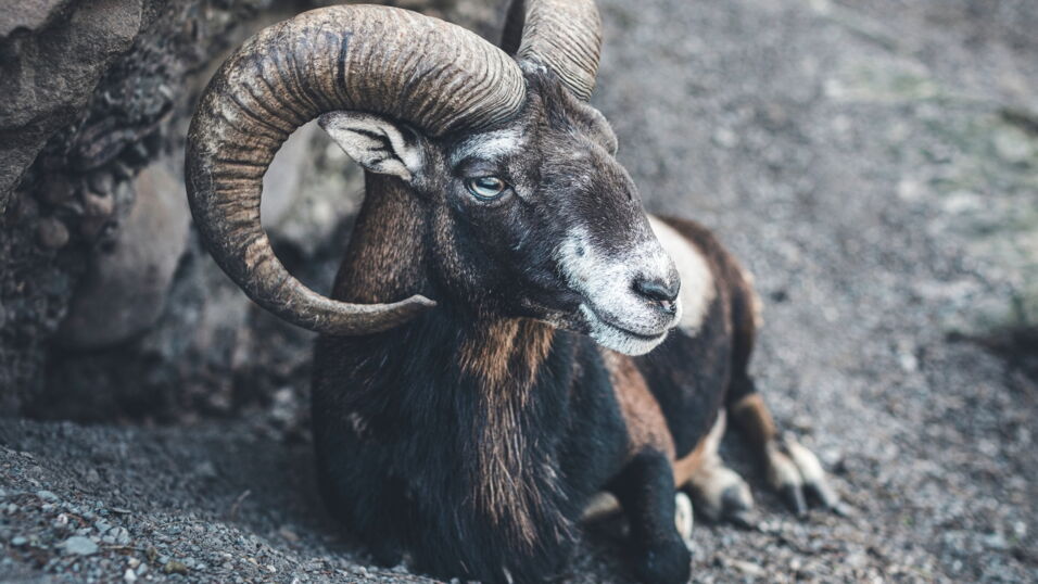 Aries: Everything you need to know about the first sign of the zodiac