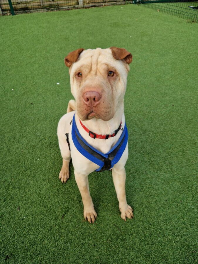 Shelter’s plea over a ‘very timid’ dog that was nearly starved by its ...