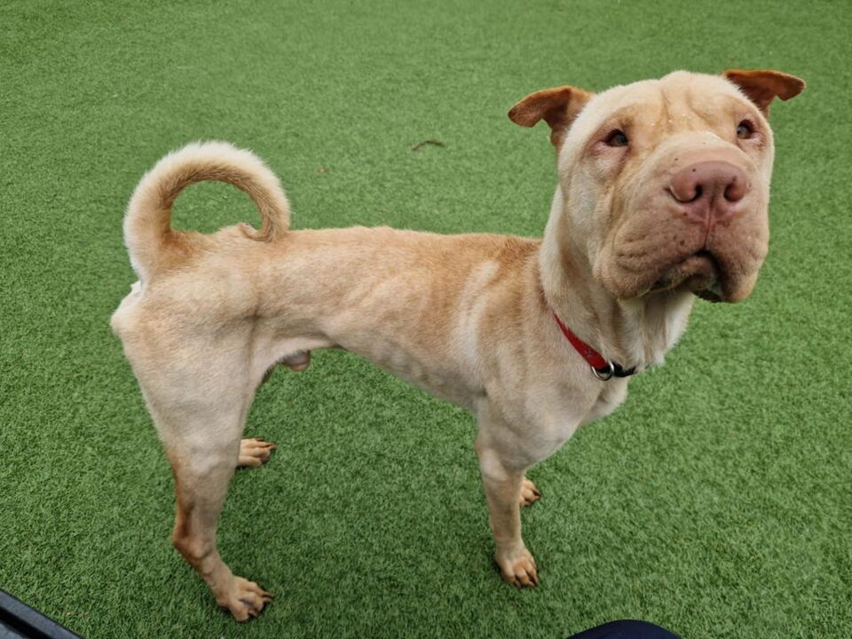 Shelter’s plea over a ‘very timid’ dog that was nearly starved by its ...