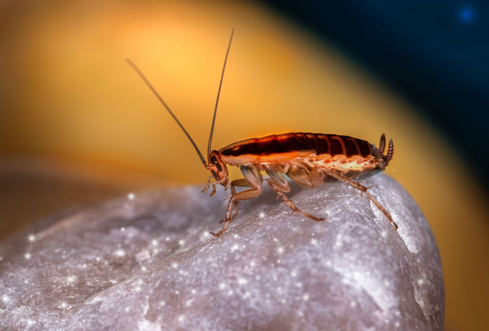 Cockroaches have genetically mutated to survive humans: This trap no ...
