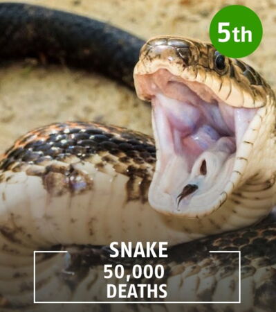 Photos : Ranked: The World's Most Dangerous Predators Ranked - It's Not ...