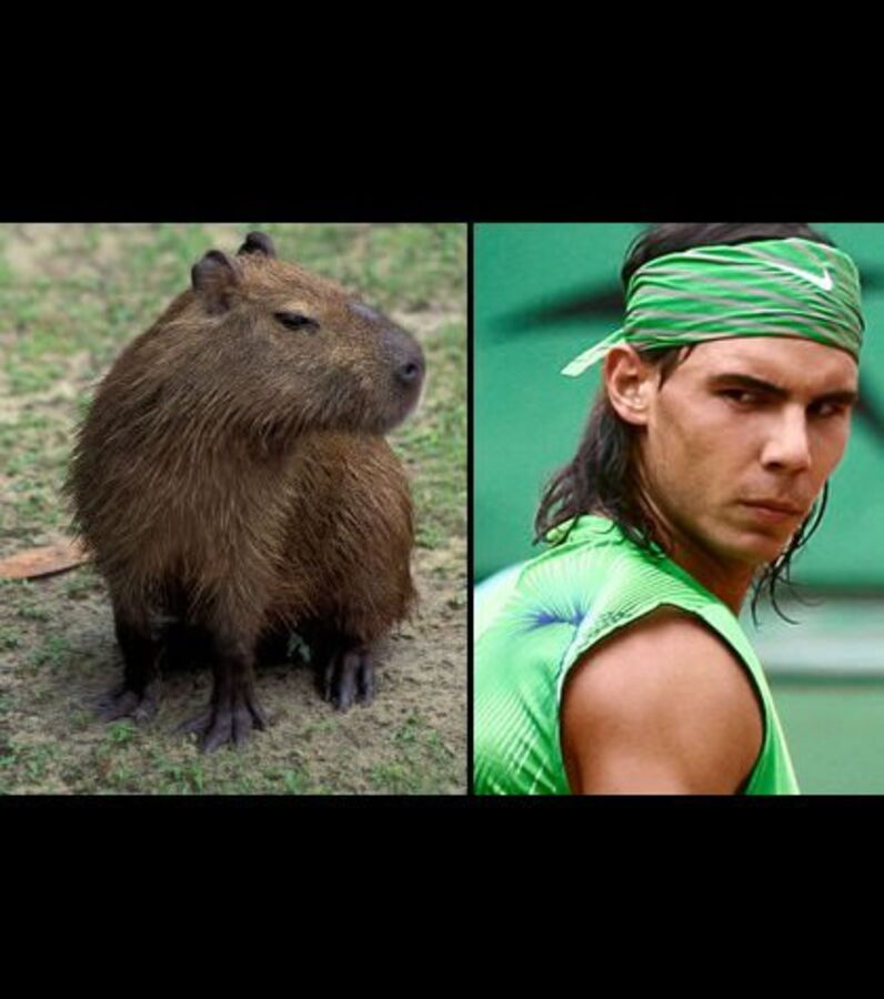 Photos : Rafael Nadal comparé à un... Capybara