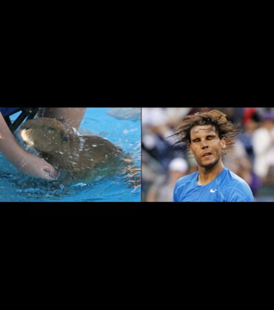 Photos : Rafael Nadal comparé à un... Capybara