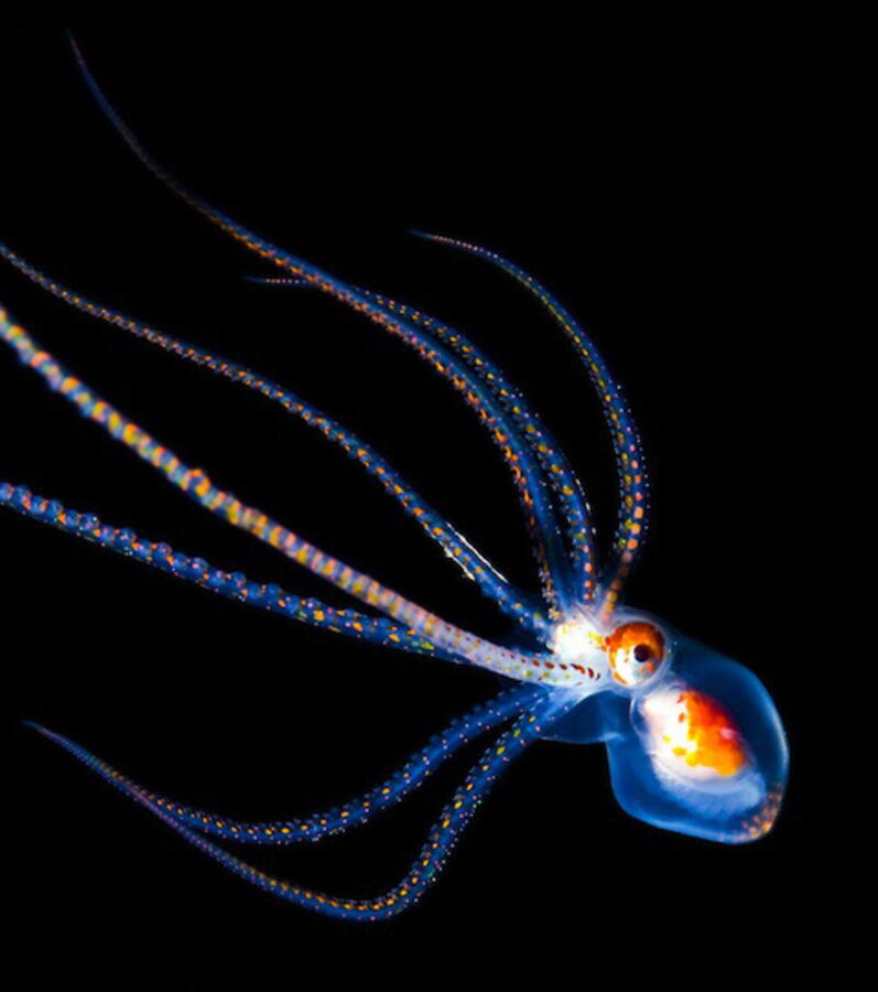 Photos : Découvrez quelles créatures étranges des mers se cachent dans ...