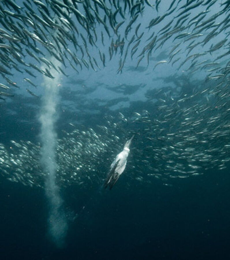 Photos : Découvrez de superbes images d'oiseaux partis à la pêche au ...