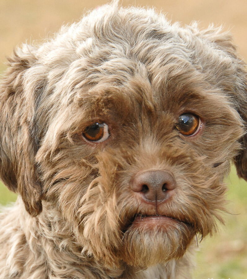 Photos : Ressemblant à un humain, ce chien abandonné devient une star ...