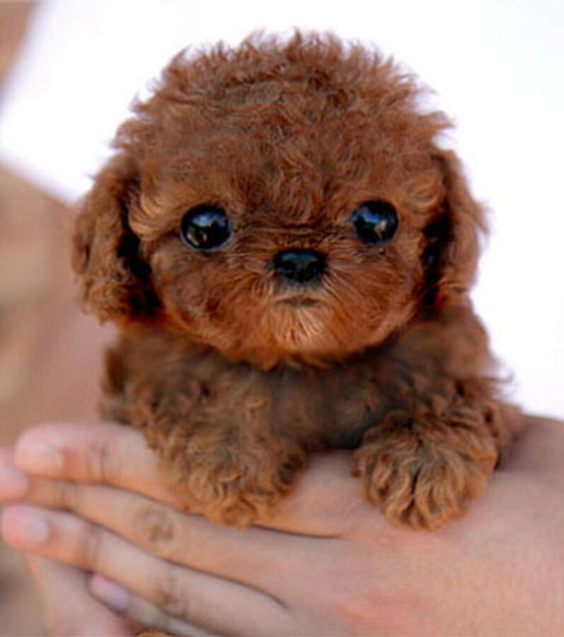 Photos : Ces bébés animaux vont vous faire totalement craquer