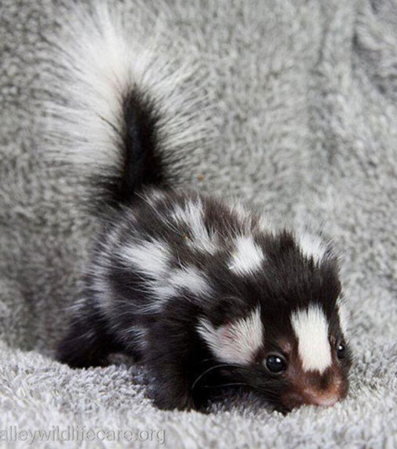 Photos : Ces bébés animaux vont vous faire totalement craquer