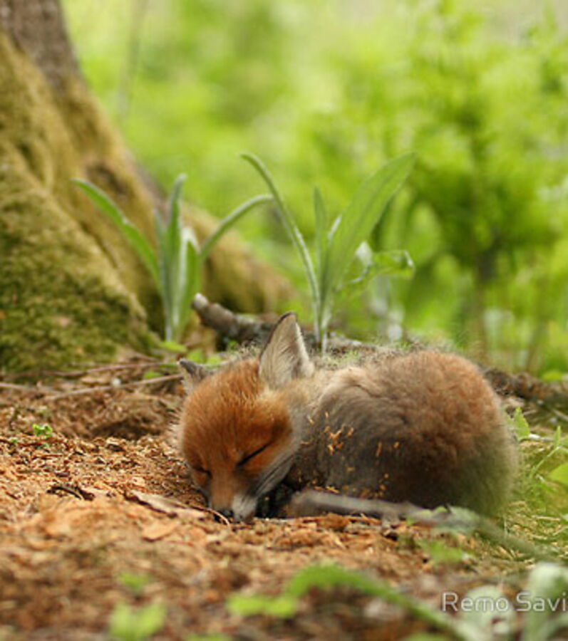 Photos : Ces bébés animaux vont vous faire totalement craquer
