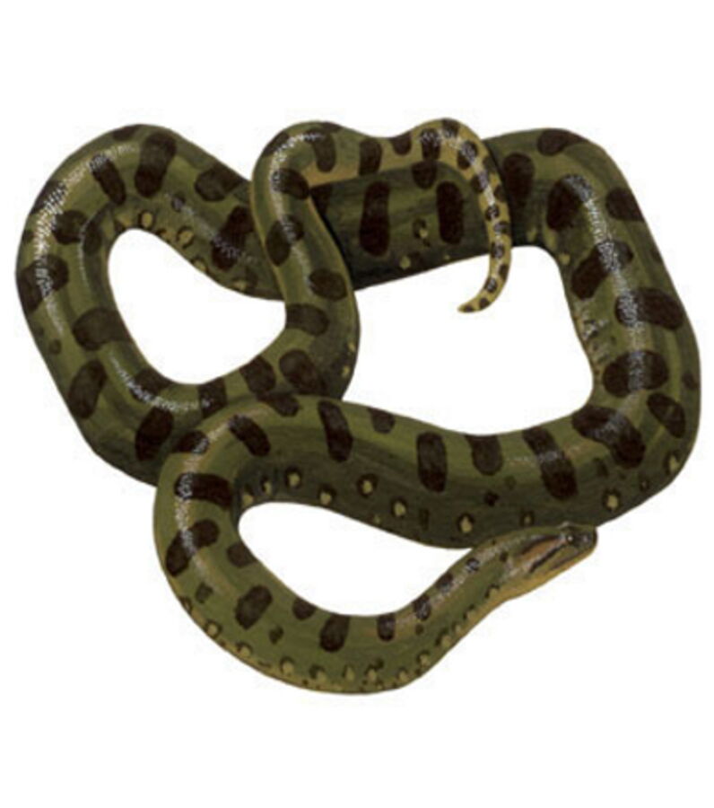 Photos : Le plus gros serpent du monde est l'Anaconda géant