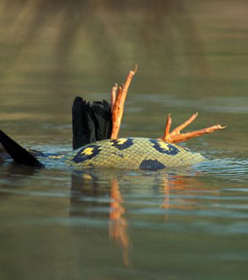 Photos : Le plus gros serpent du monde est l'Anaconda géant