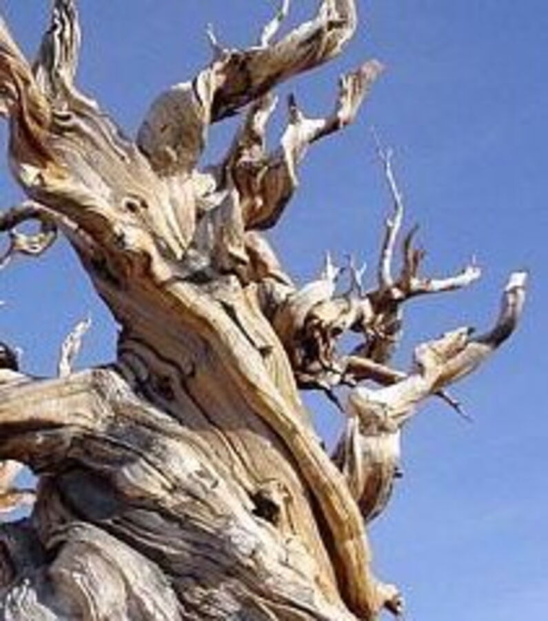 Photos : L'arbre le plus vieux du monde : Le pin de Bristlecone ...