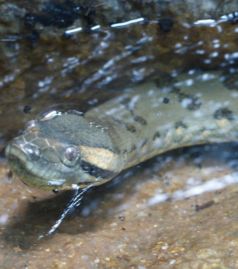 Photos : Le plus gros serpent du monde est l'Anaconda géant