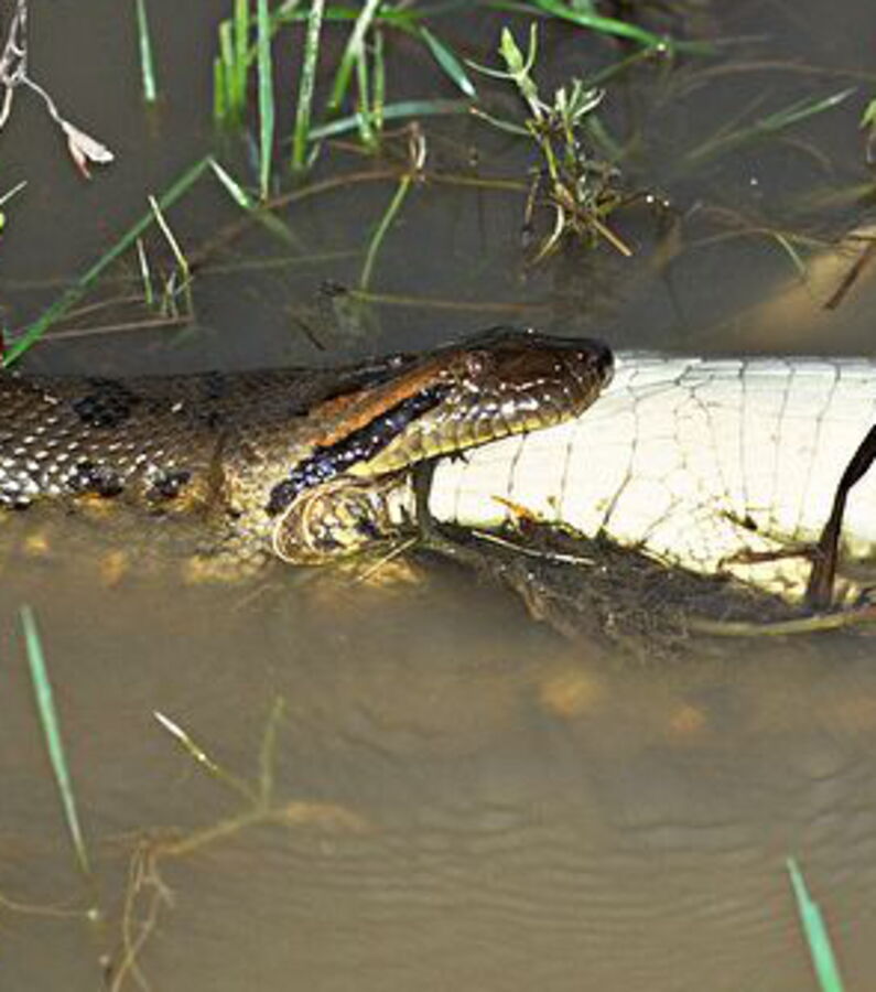 Photos : Le plus gros serpent du monde est l'Anaconda géant