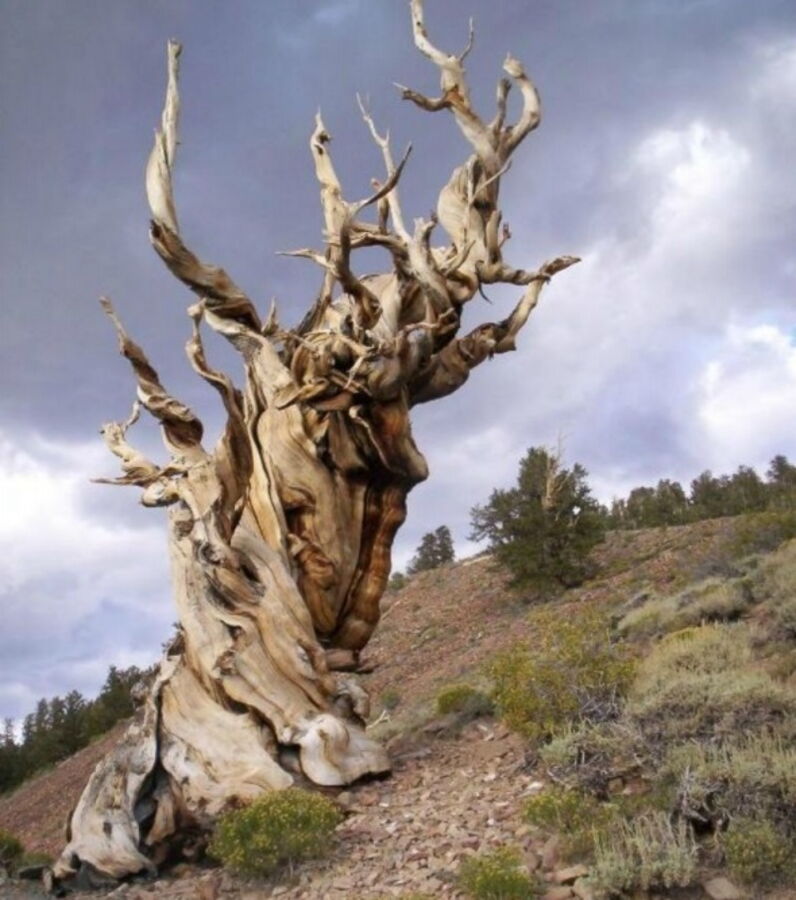Photos : L'arbre le plus vieux du monde : Le pin de Bristlecone ...