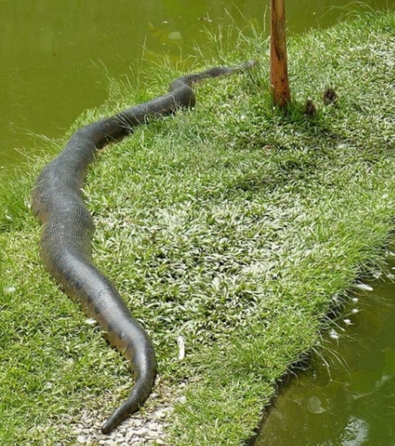 Photos : Le plus gros serpent du monde : le poids du Grand Anaconda ...