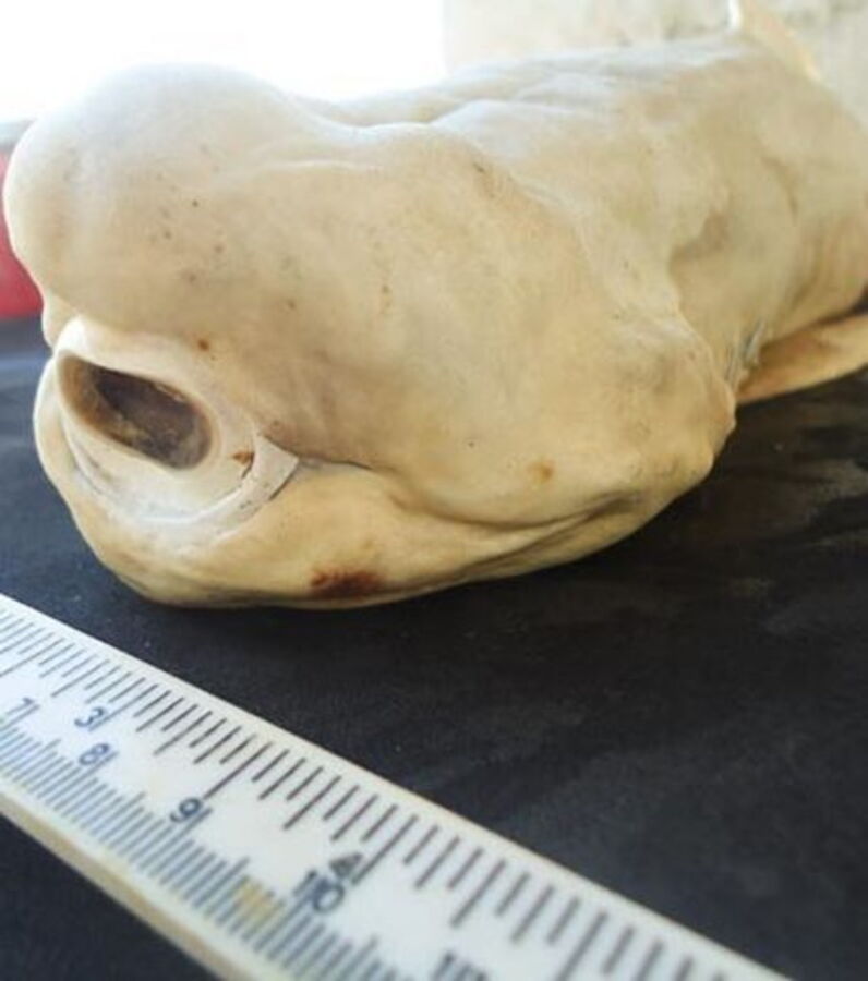 Photos : Découvrez un requin cyclope en images