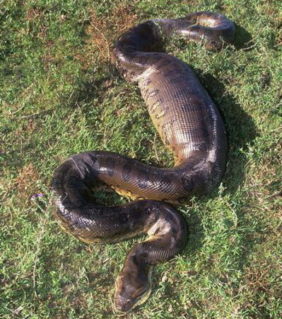 Die größte Schlange der Welt ist die Große Anakonda