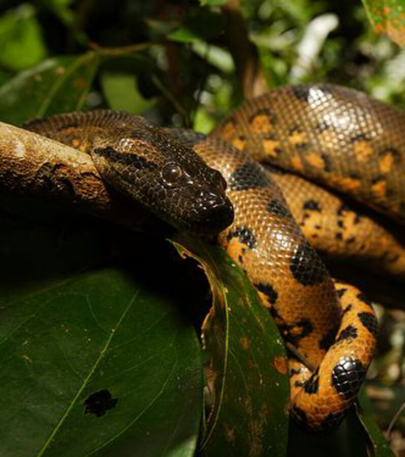 Die größte Schlange der Welt ist die Große Anakonda
