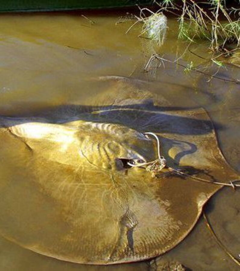 Fotos : Rekord: Diese Tiere sind die größten Exemplare ihrer Rasse