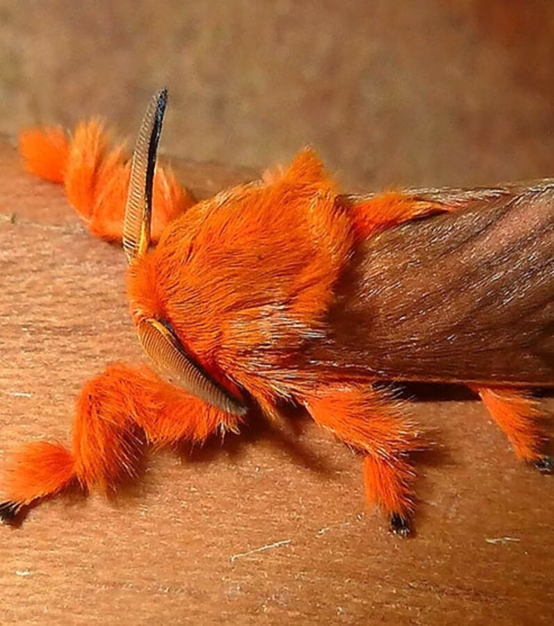 Fotos : 15 unglaubliche Verwandlungen von der Raupe zum Schmetterling