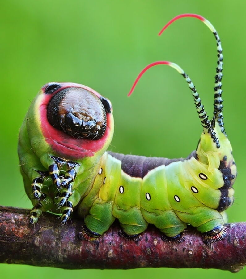 Fotos : 15 unglaubliche Verwandlungen von der Raupe zum Schmetterling
